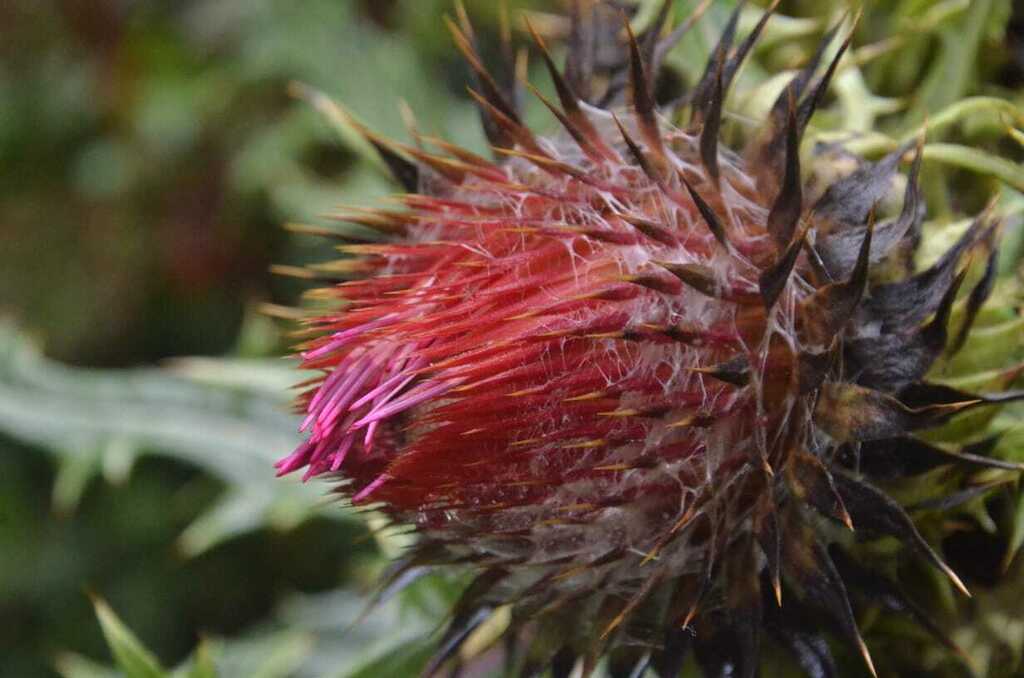 red thistle in October 2022 by ACC Comunidad Santa Rosa Xochiac ...