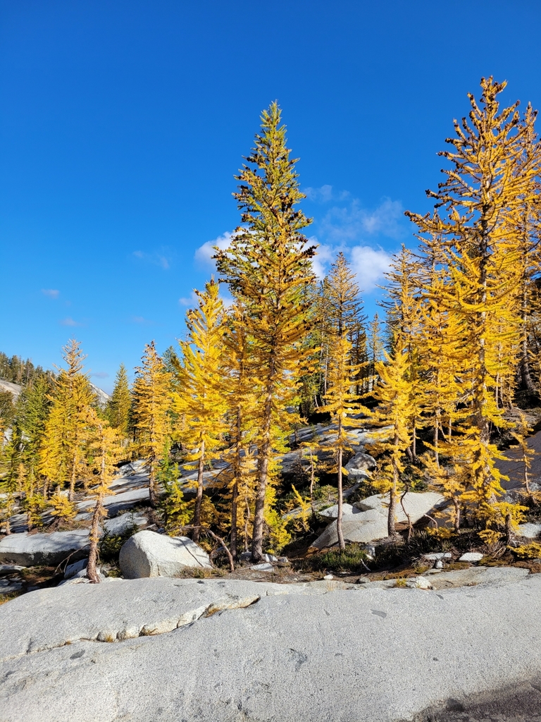 subalpine larch from Leavenworth, WA 98826, USA on October 1, 2022 at ...