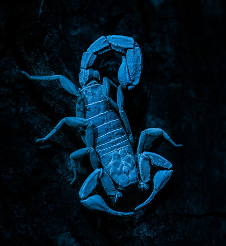 Photo 236446300, (c) Alan Rockefeller, some rights reserved (CC BY ...