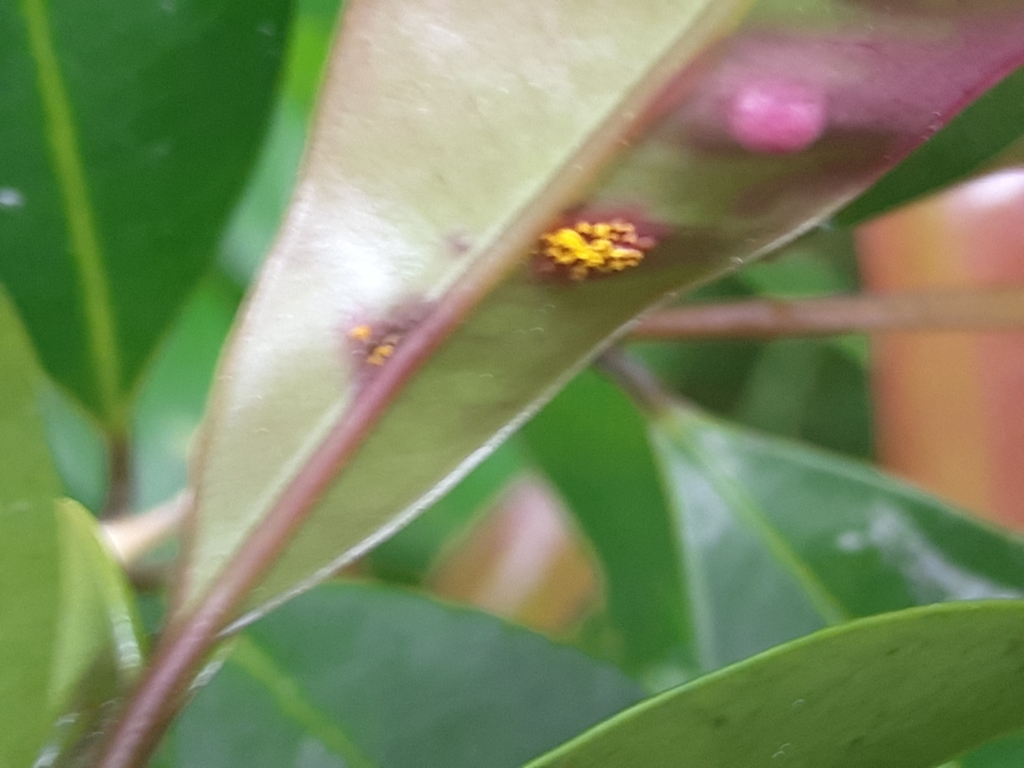Myrtle Rust from Maungatapere, New Zealand on October 11, 2022 at 03:57 ...