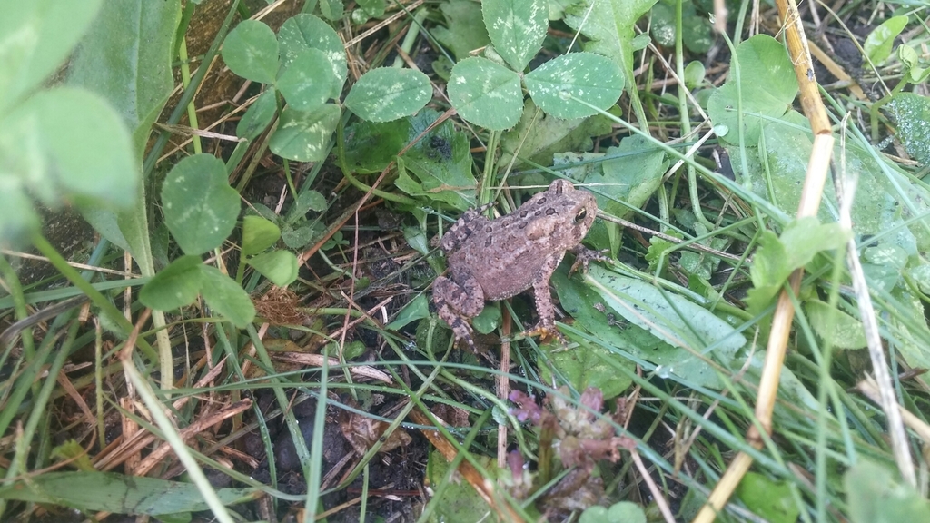 American Toad from Wisconsin, US on August 23, 2018 at 09:47 AM by Tim ...