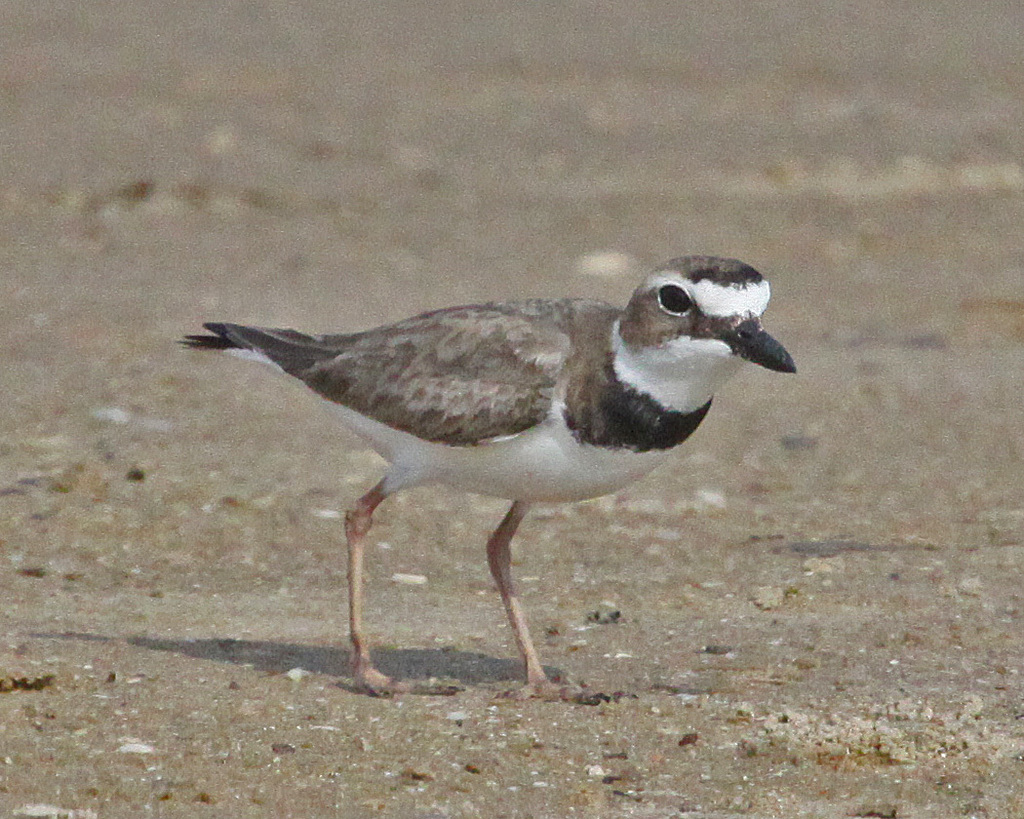 Charadrius wilsonia (Birds of Montserrat) · iNaturalist