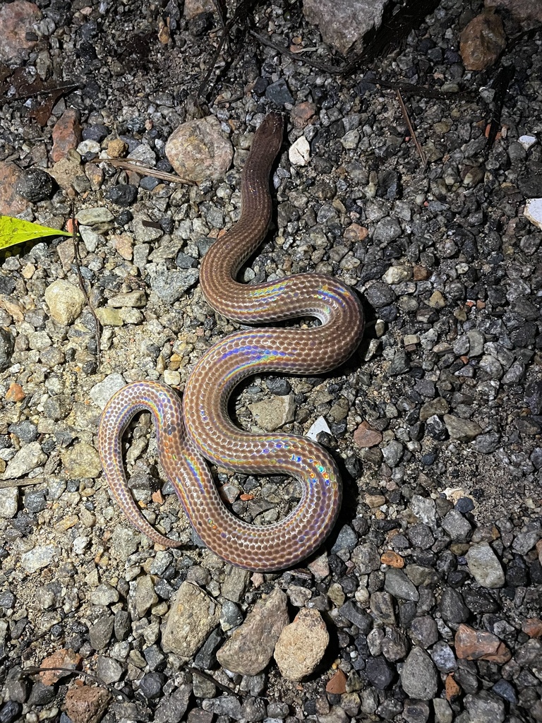 Asian Sunbeam Snake from Singapore Island, SG on October 6, 2022 at 10: ...