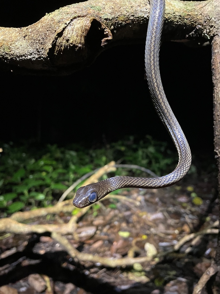 Brown Rat Snake from Singapore Island, SG on October 06, 2022 at 11:20 ...