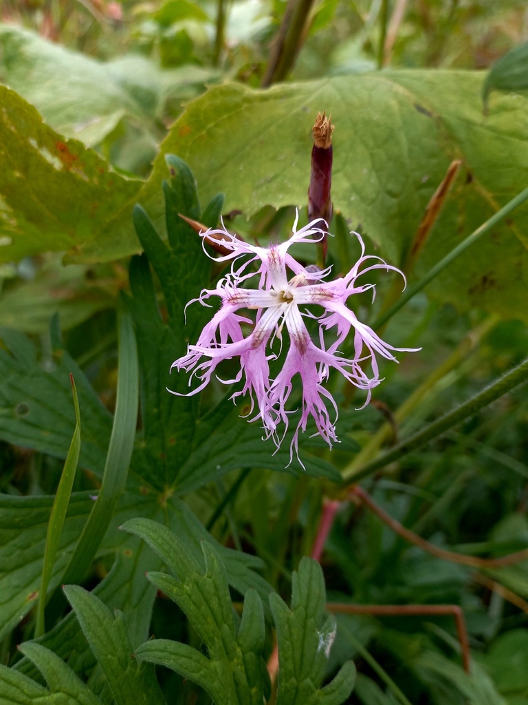 Fringed Pink from Ширинский р-н, Респ. Хакасия, Россия on August 12 ...