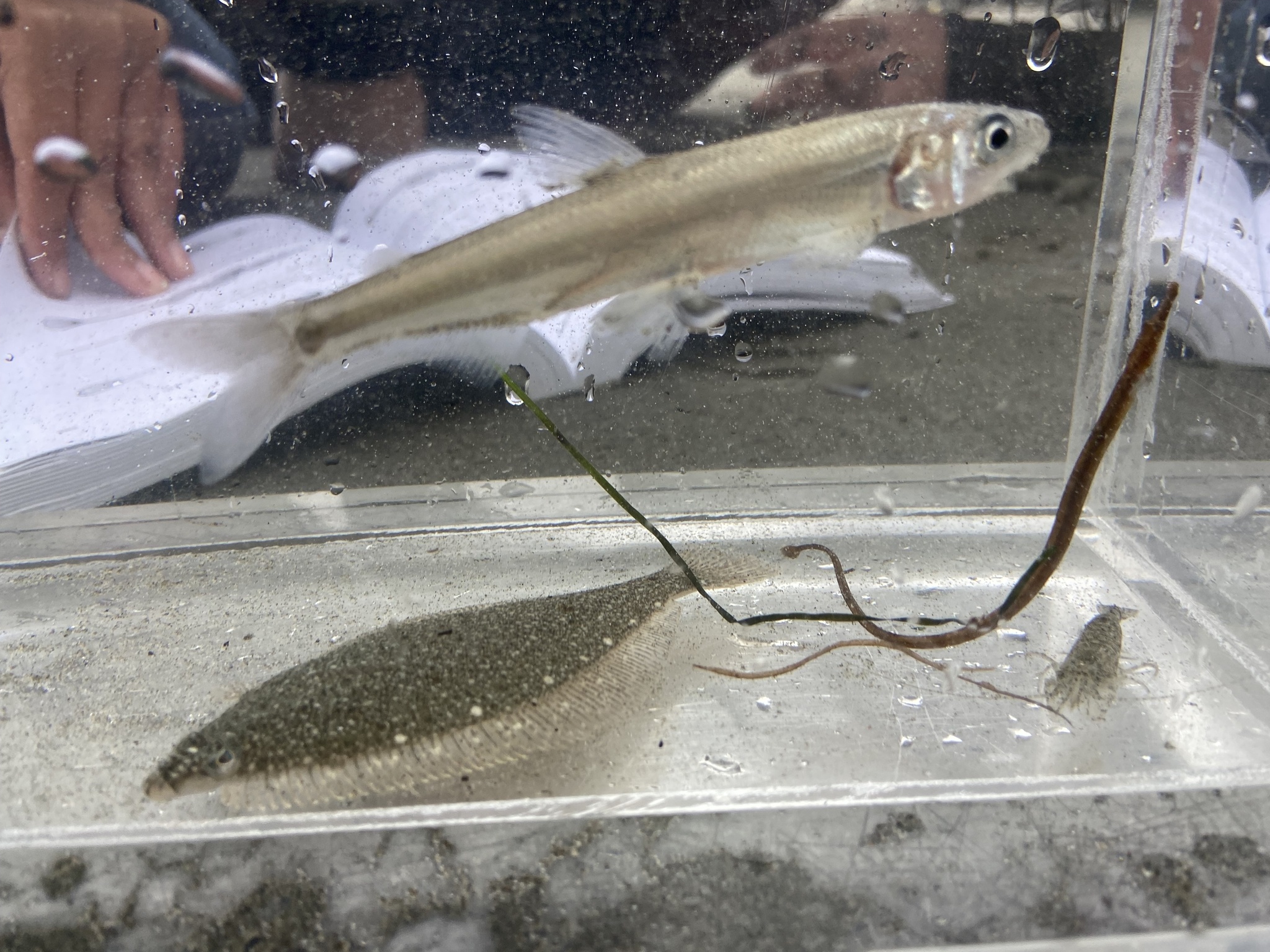 Spirinchus starksi (Fisk, 1913)