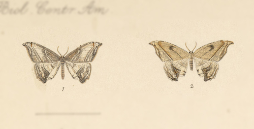 Epiplema opigena · iNaturalist