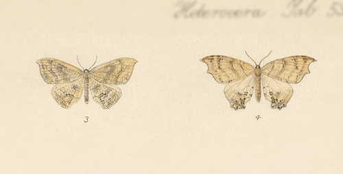 Epiplema incisaria · NaturaLista Colombia