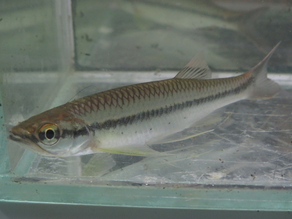 (Luciosoma) - Marine Life Identification
