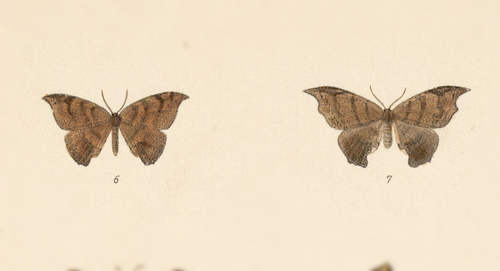 Epiplema cassera · NaturaLista Colombia