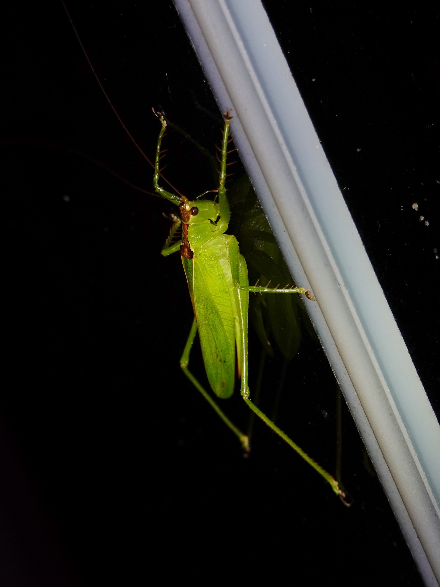 Hexacentrus unicolor Serville, 1831