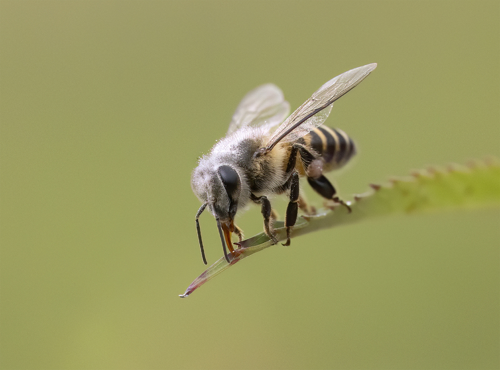 Indian Honey Bee from Mulshi Dam, Maharashtra 412108, India on ...