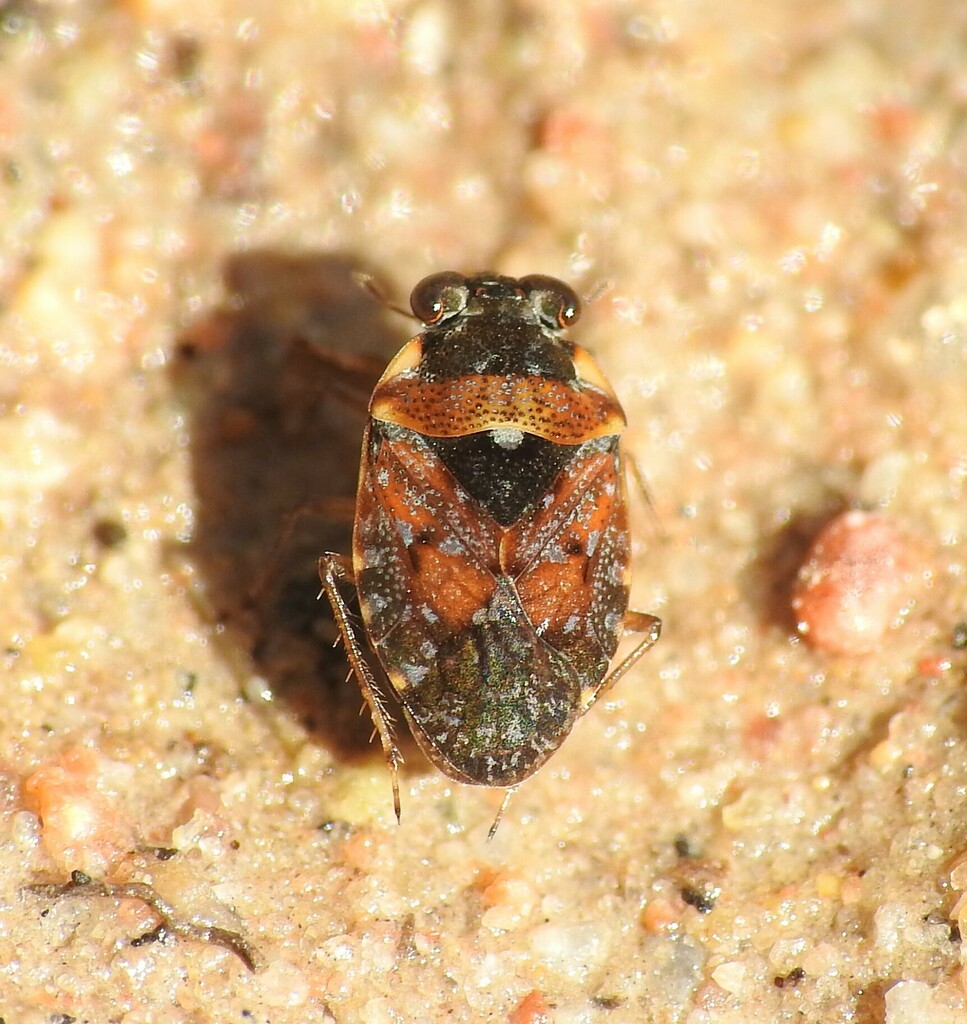Ochterus from Talegalla Weir QLD 4650, Australia on October 11, 2022 at ...