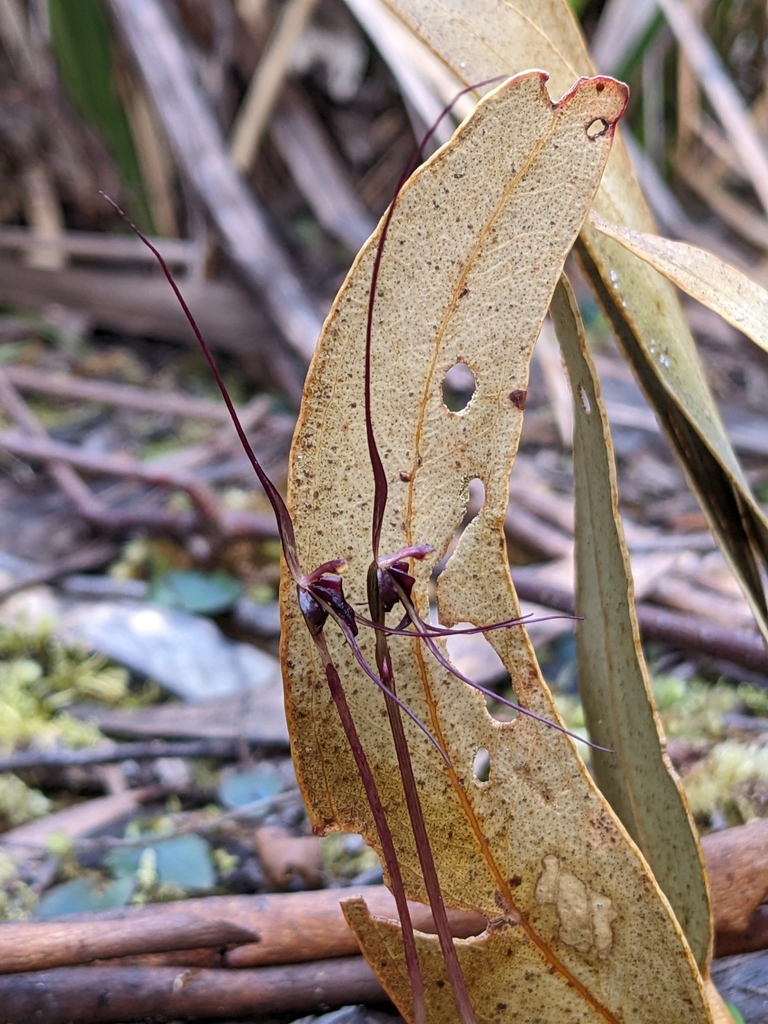 Mayfly orchid from South Bruny TAS 7150, Australia on October 11, 2022 ...