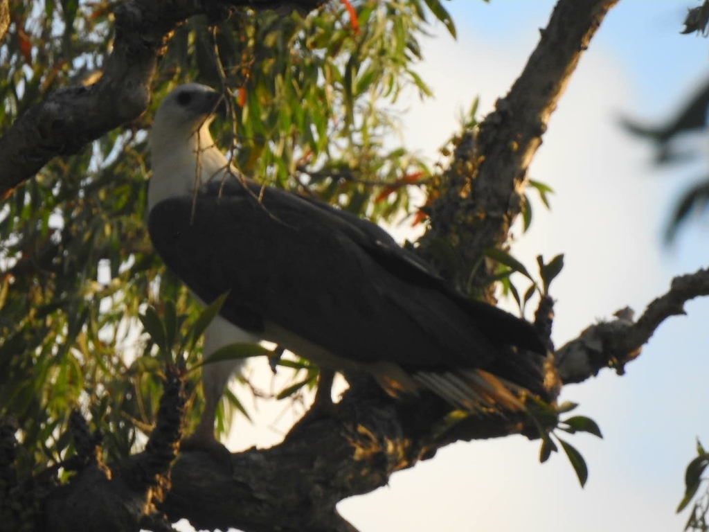 White-bellied Sea-Eagle from Wongaling Beach QLD 4852, Australia on ...