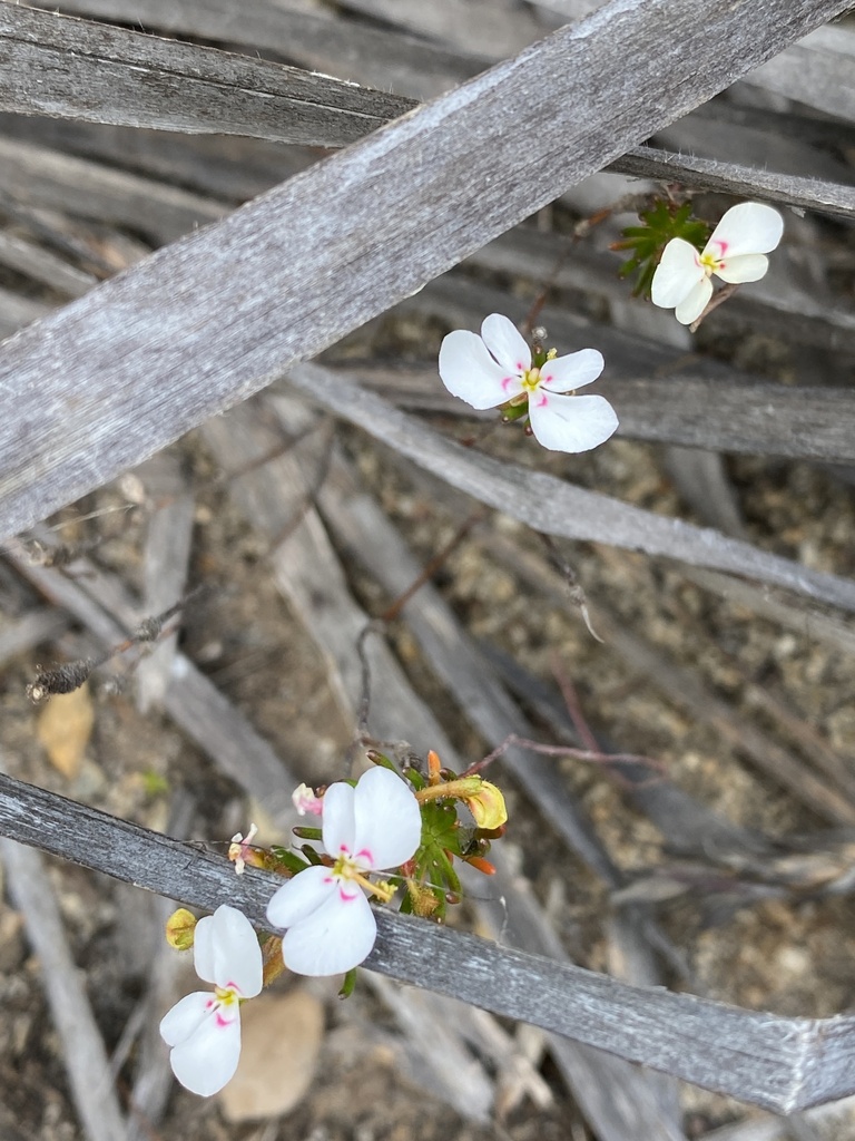 Boomerang Triggerplant (Stylidium breviscapum) - Botanical Realm