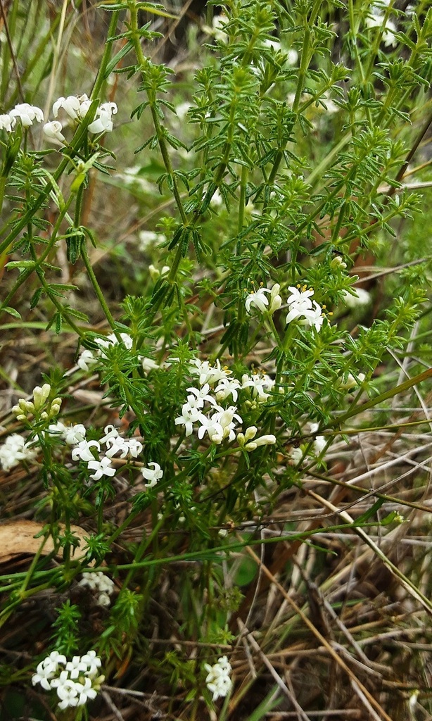 Common Woodruff from Capertee NSW 2846, Australia on October 10, 2022 ...