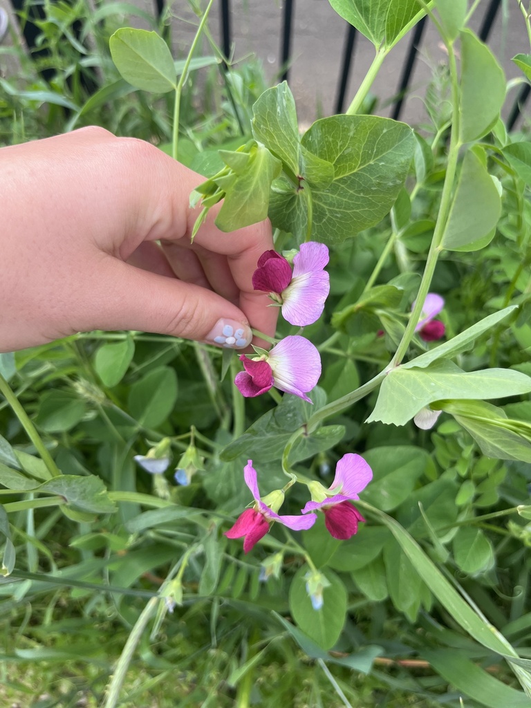Peas, Vetches, and Allies from The University of Sydney, Darlington ...