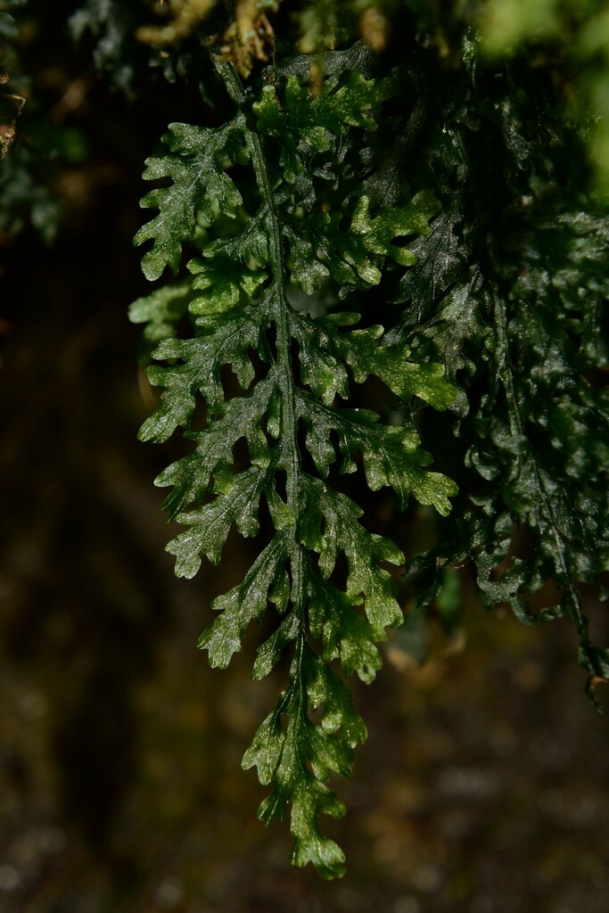 Killarney fern from Bingley, UK on October 10, 2022 at 01:22 PM by ...