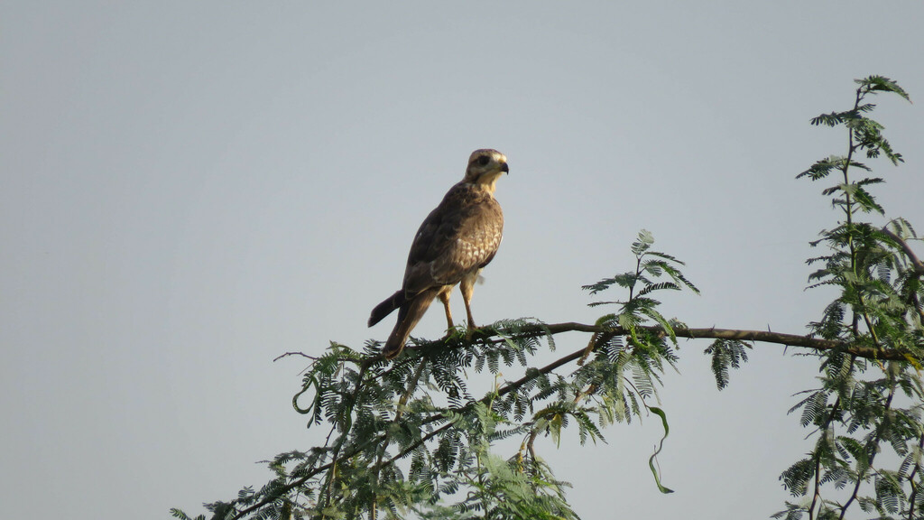 White-eyed Buzzard from Morbi, IN-GJ, IN on October 10, 2022 at 07:49 ...