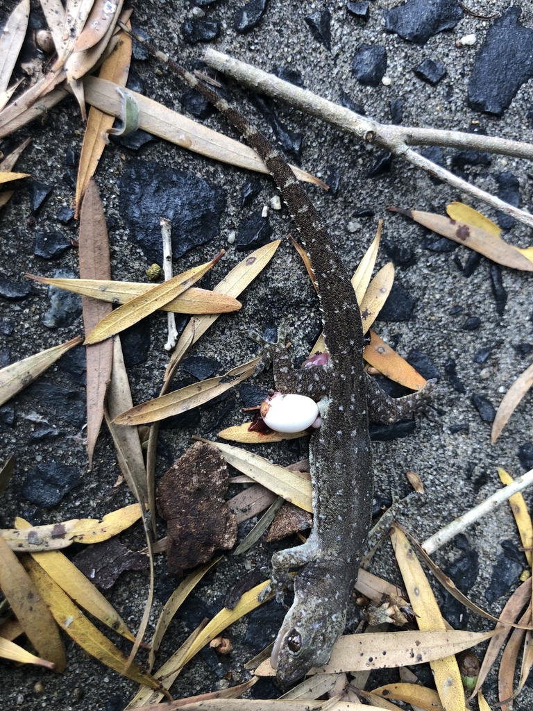 Indo-Pacific House Gecko from Taylor St, Woy Woy Bay, NSW, AU on ...