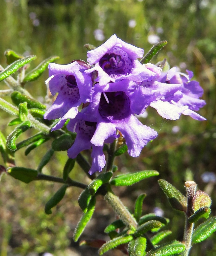 Prostanthera stricta in October 2022 by Chris Jonkers. One plant only ...