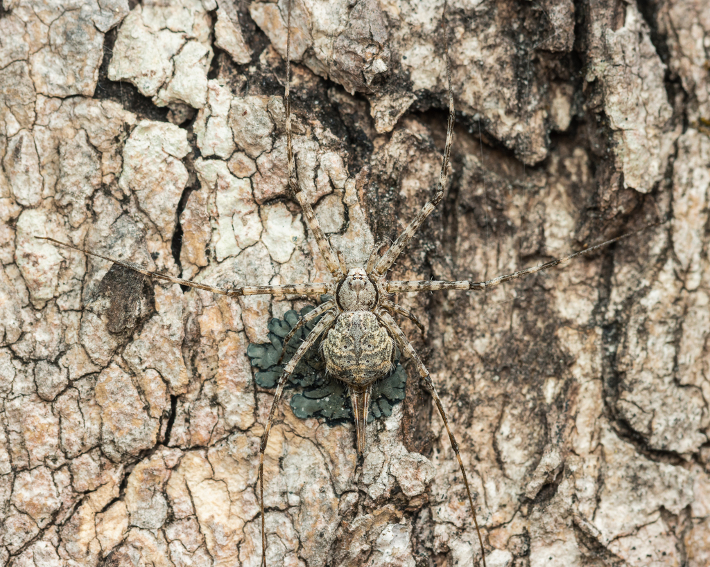 Longspinneret Spiders from Mahabo, Madagascar on September 5, 2022 at ...