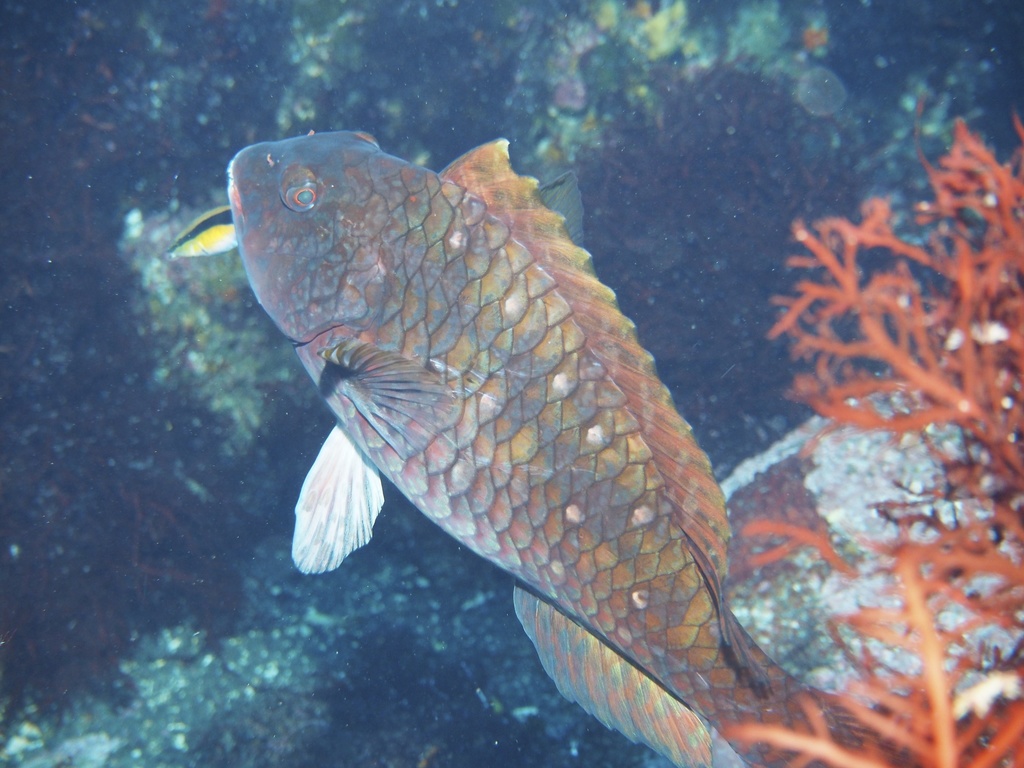Japanese Parrotfish (Calotomus japonicus) - Marine Life Identification