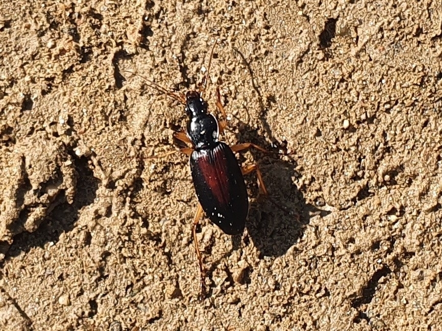 Dolichus halensis from 대한민국 경기도 파주시 on October 11, 2022 at 10:08 AM by ...