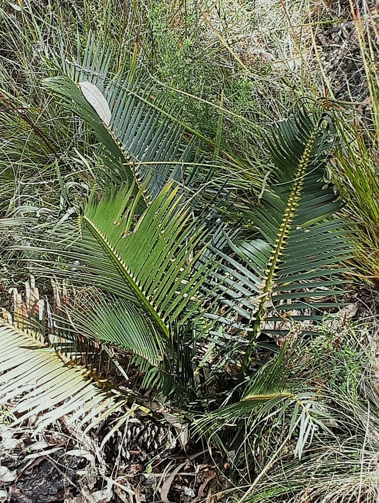 Macrozamia reducta from Capertee NSW 2846, Australia on October 10 ...
