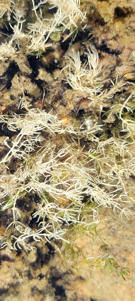 muskgrass from Awenda Provincial Park, CA-ON-SC, CA-ON, CA on October ...