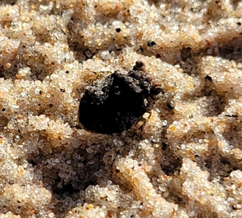 Big-eyed Toad Bug from RXVC+CQ Beach 4, Awenda Provincial Park, Tiny ...