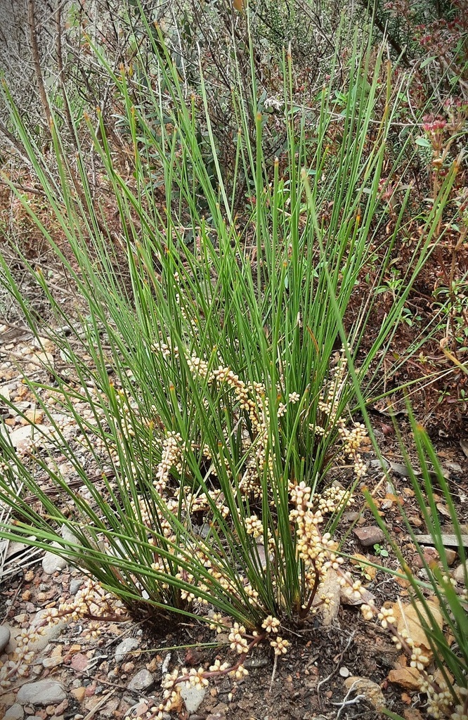 Pale Mat-rush from Capertee NSW 2846, Australia on October 10, 2022 at ...
