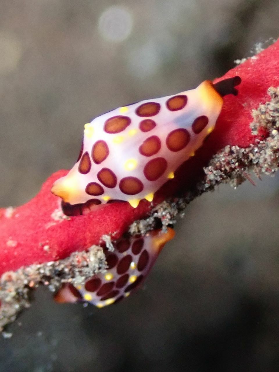 Primovula Thiele, 1925