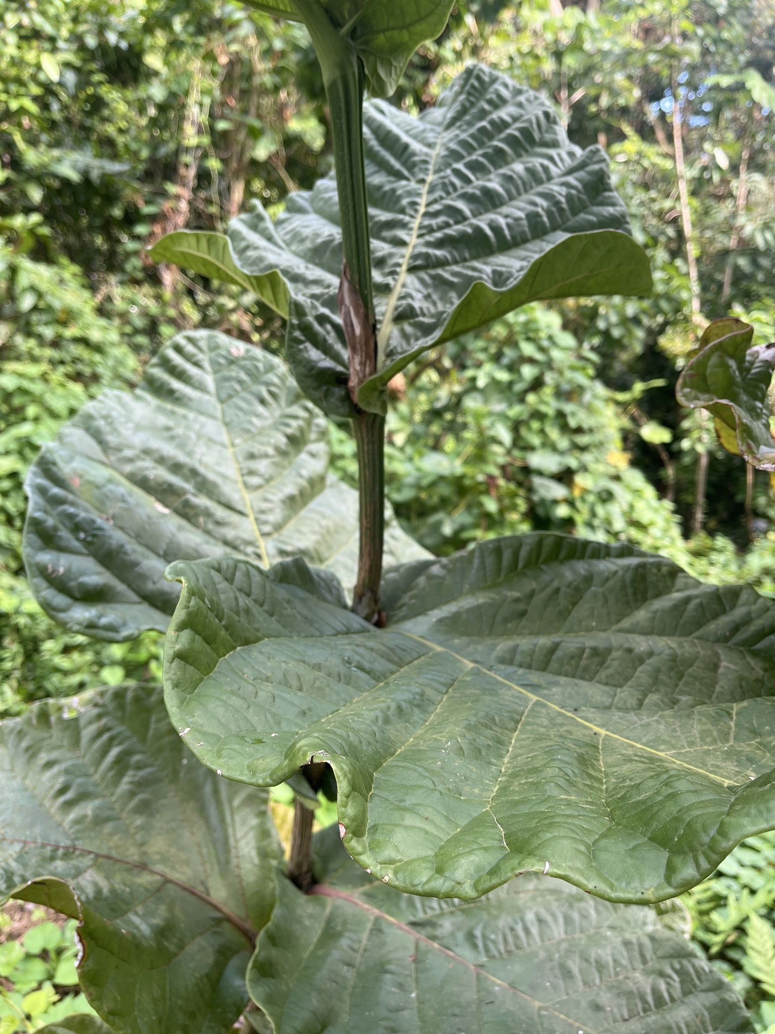 Coccoloba rugosa Desf.