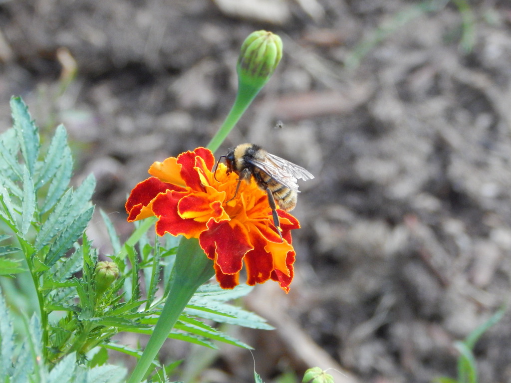 American Bumble Bee from Hardin County, IL, USA on October 10, 2022 at ...