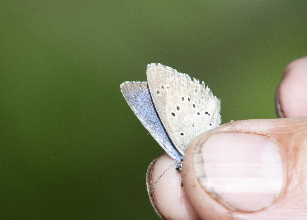 Scarce Large Blue in July 2022 by Pavel Shukov · iNaturalist