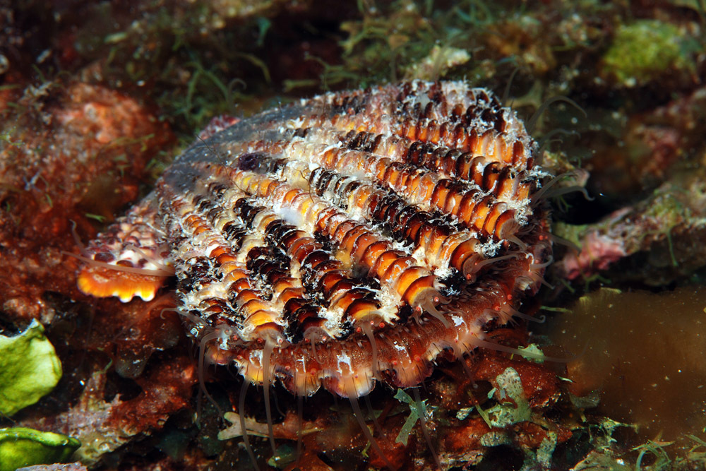 Painted Scallop from Kwajalein Atoll, RMI on October 13, 2009 by uwkwaj ...