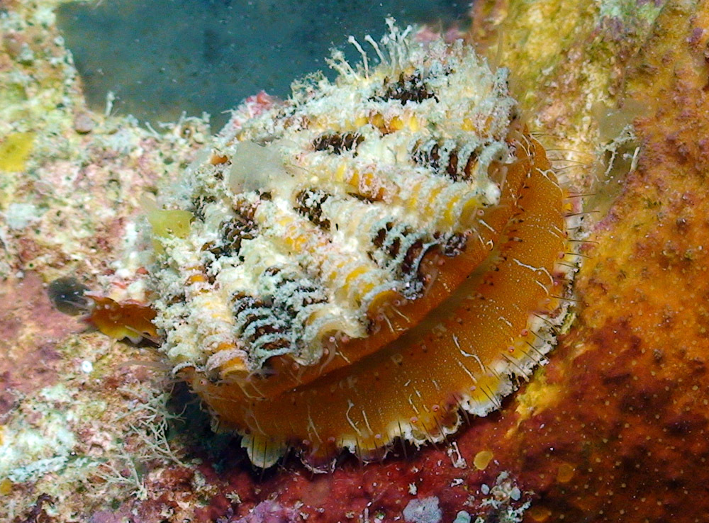 Painted Scallop from Kwajalein Atoll, RMI on January 2, 2011 by uwkwaj ...