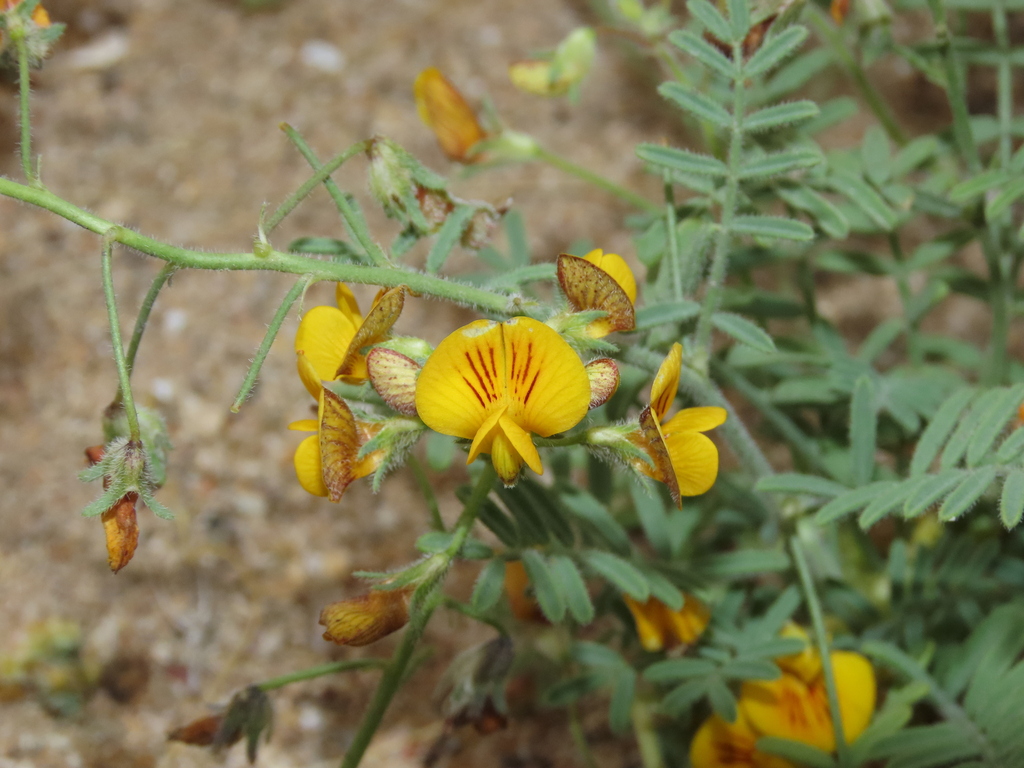 Adesmia tenella from Huasco, Atacama, Chile on October 4, 2022 at 11:11 ...
