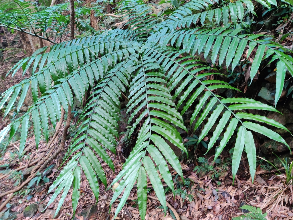 Angiopteris fokiensis in October 2022 by Yui Hong Chiu · iNaturalist