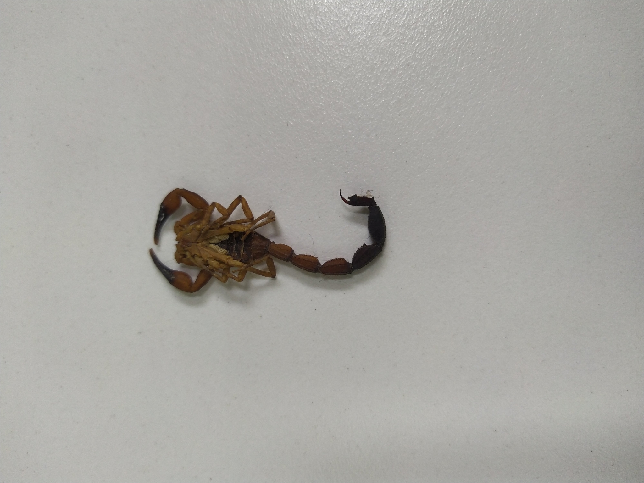 Tityus discrepans (Karsch, 1879)