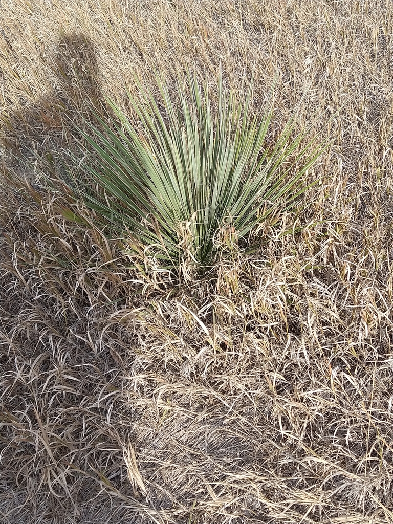 Great Plains yucca from Conata Township, SD, USA on October 11, 2022 at ...