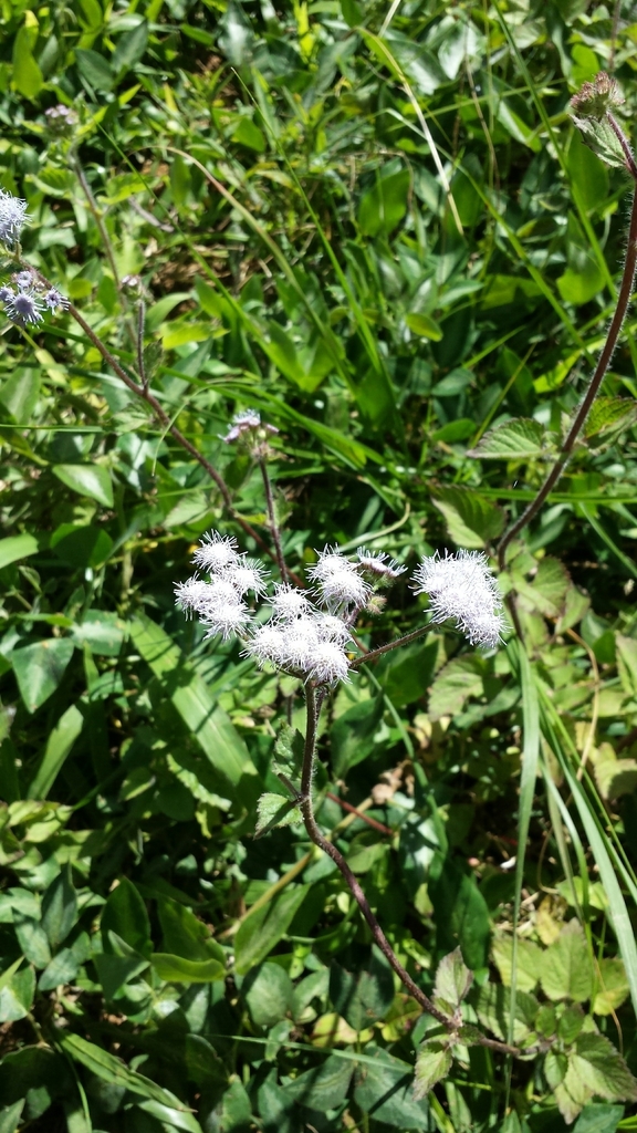 Ageratums from Alaotra-Mangoro, MG-TM, MG on September 10, 2015 at 02: ...