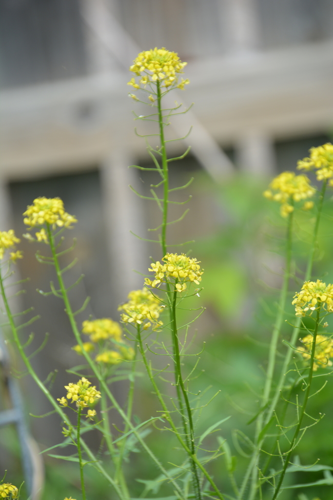False London-rocket (Kelowna) · iNaturalist