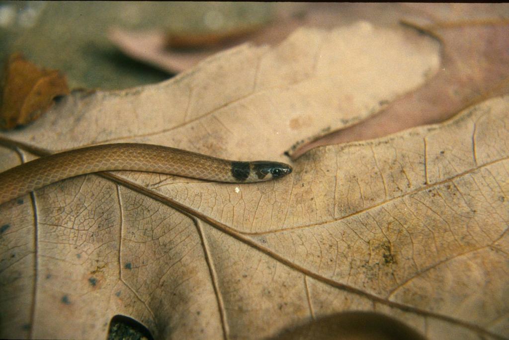 Southeastern Crowned Snake from Harris County, GA, USA on February 1 ...
