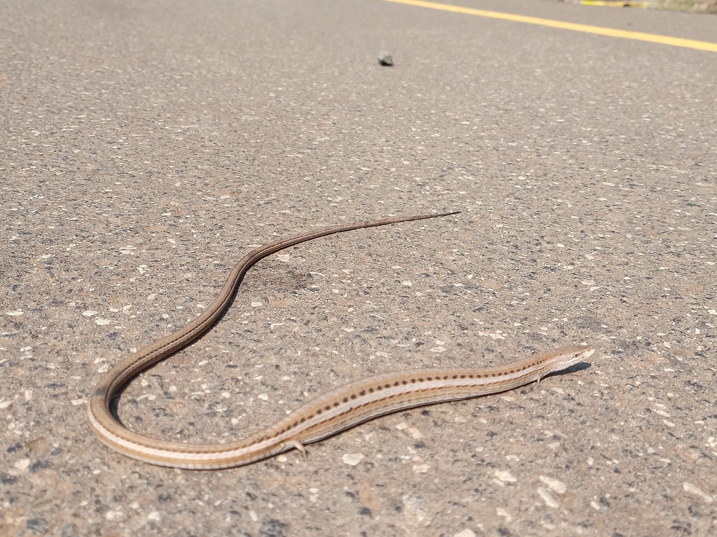 Cape Snake Lizard from D48, Alfred Duma, KZN, ZA on October 7, 2022 at ...
