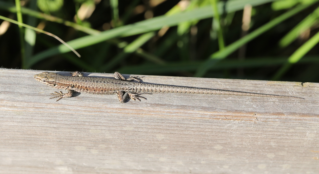 Common Wall Lizard from Oudalle, France on October 11, 2022 at 06:56 PM ...