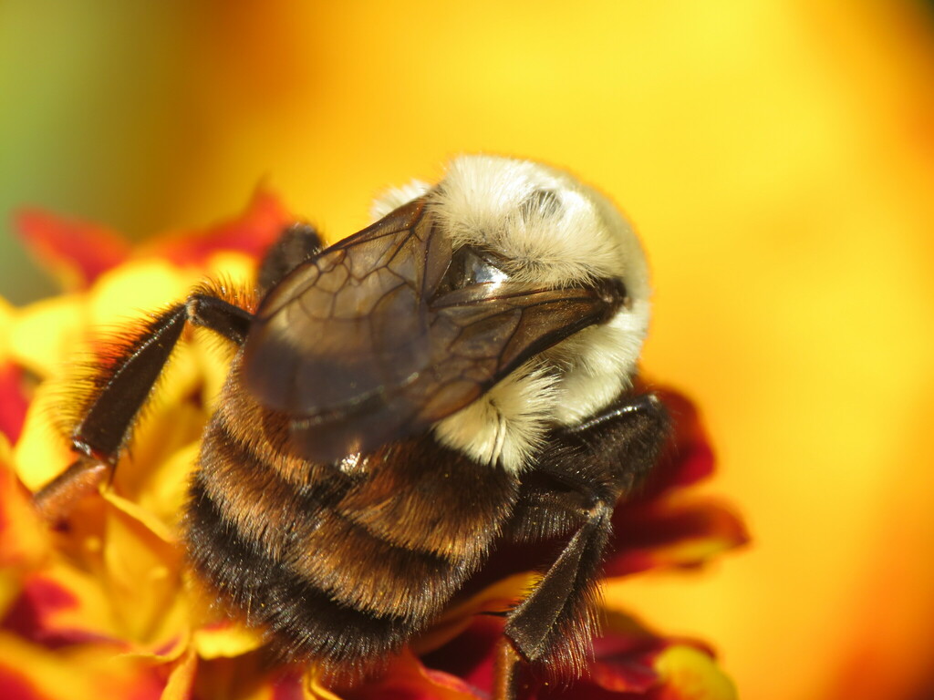 Common Eastern Bumble Bee from Rockford, IL, USA on October 11, 2022 at ...
