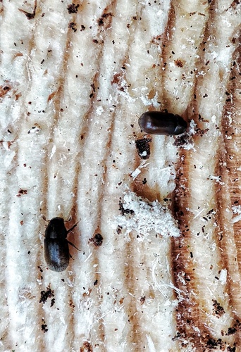 Polygraphus proximus · iNaturalist